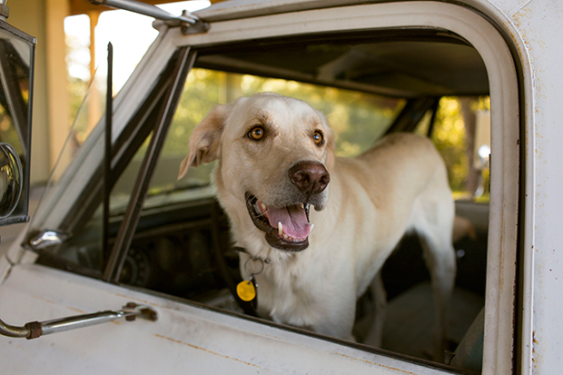 15 Irresistible Photos of Dogs in Cars - Feature Shoot