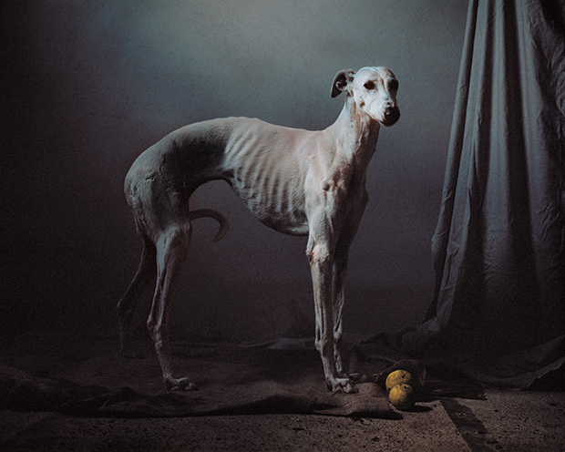 Tender Portraits Tell the Sad Story of Abandoned Spanish Greyhounds ...
