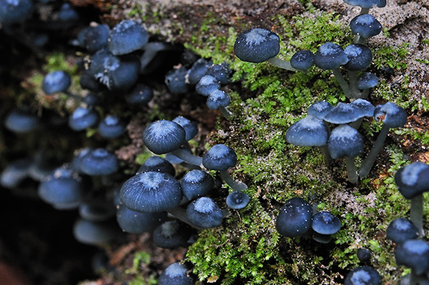 13 Strange and Otherworldly Photographs of Wild Mushrooms - Feature Shoot