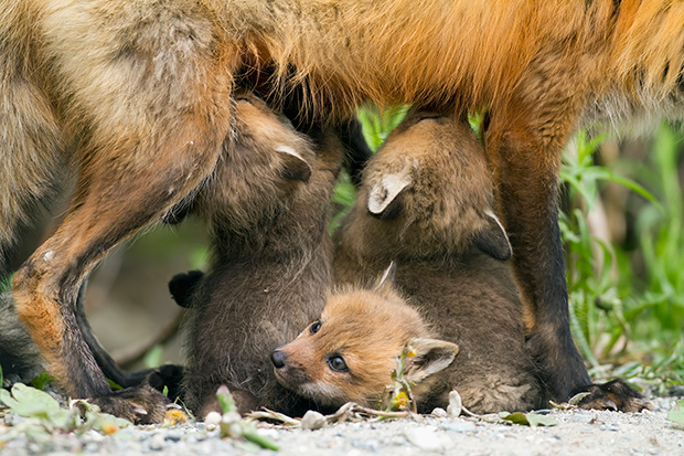 19 of Our Favorite Baby Animal Photos From the Offset Collection ...