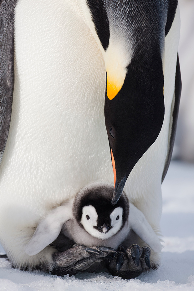19 of Our Favorite Baby Animal Photos From the Offset Collection ...