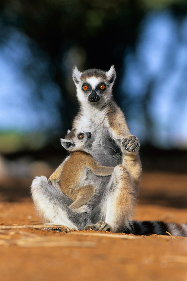 19 of Our Favorite Baby Animal Photos From the Offset Collection ...