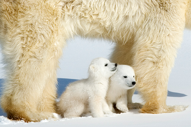 19 of Our Favorite Baby Animal Photos From the Offset Collection ...