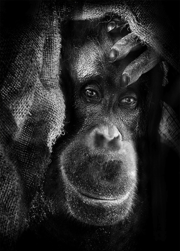 Portraits Capture the Humanity of Primates - Feature Shoot