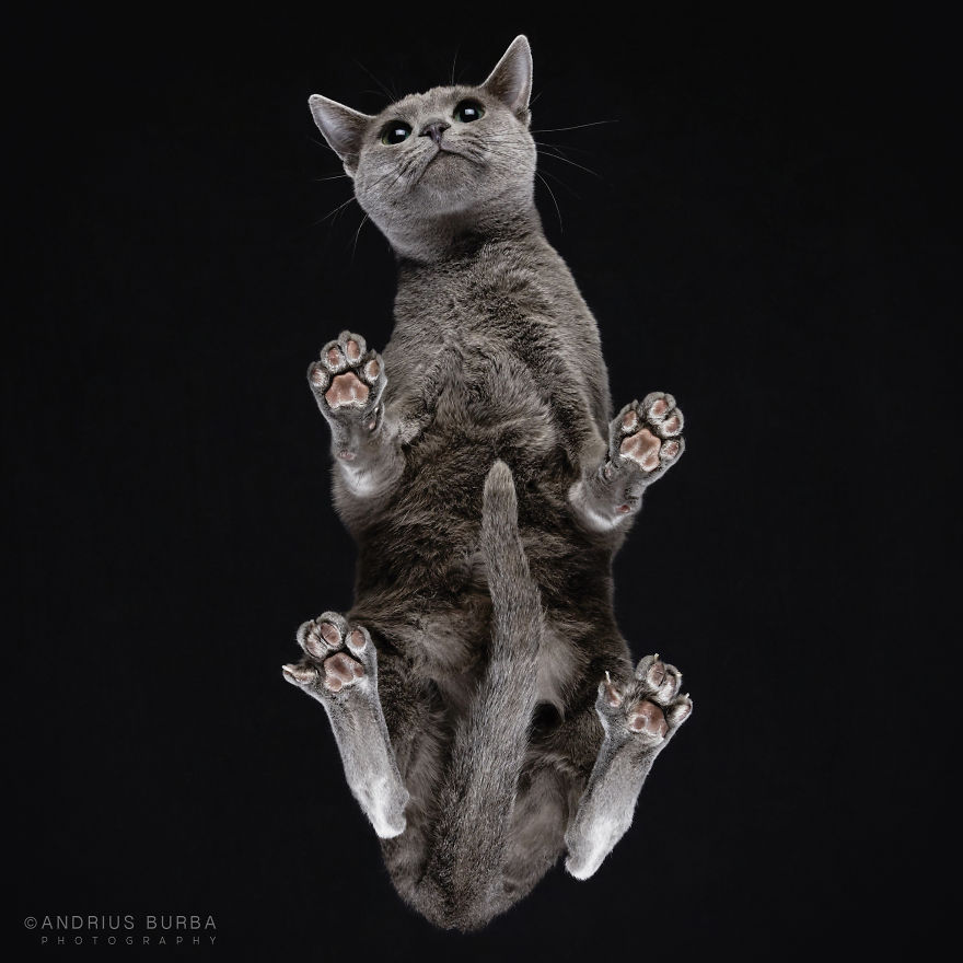 'Under-Cats' Offers A Fresh Perspective On the Cute Cat Photo - Feature ...