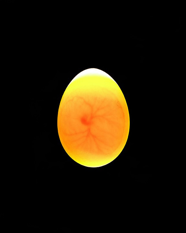 The Embryonic Life of Ducks Revealed in Dramatic Photographs - Feature ...