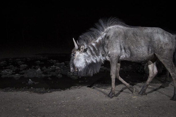 Once-in-a-Lifetime Photos of the World's Most Mysterious Animals ...