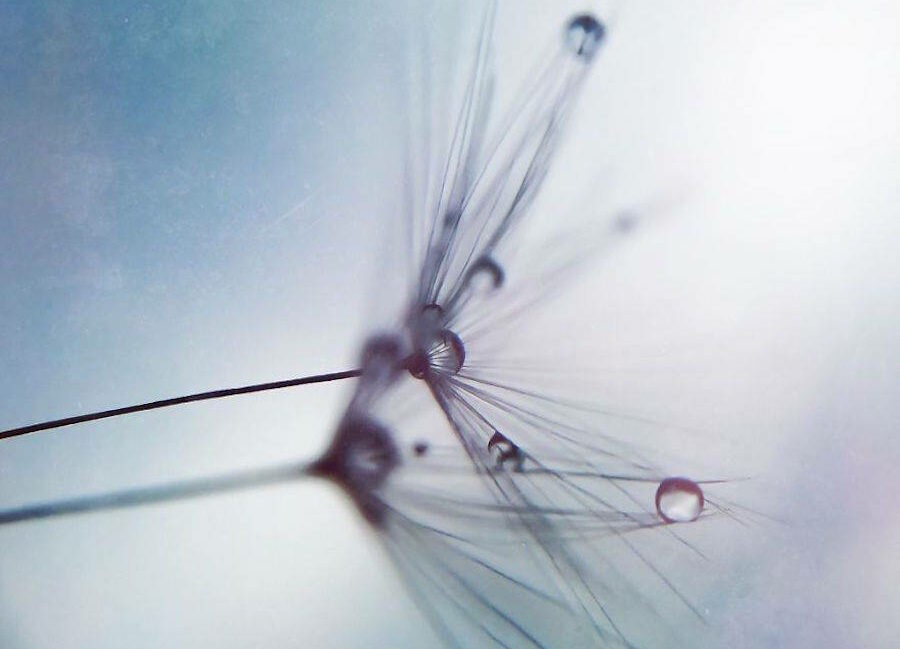 Photo du Jour: Dandelion Seeds - Feature Shoot
