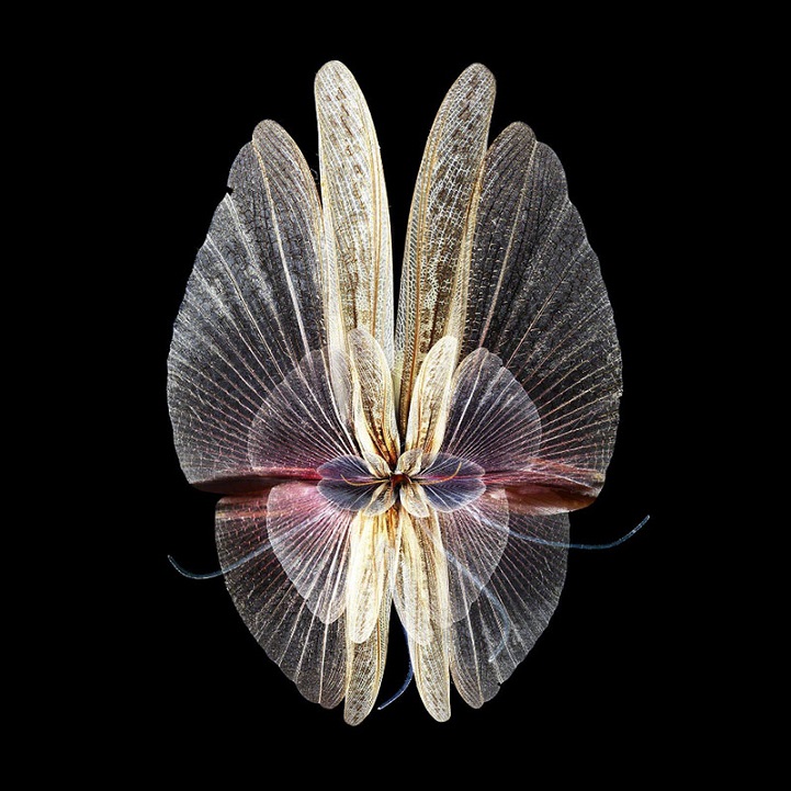 Insect Wings Mimic Beautiful Flowers in 'Mimesis' - Feature Shoot