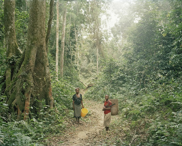 Gabon Rainforest