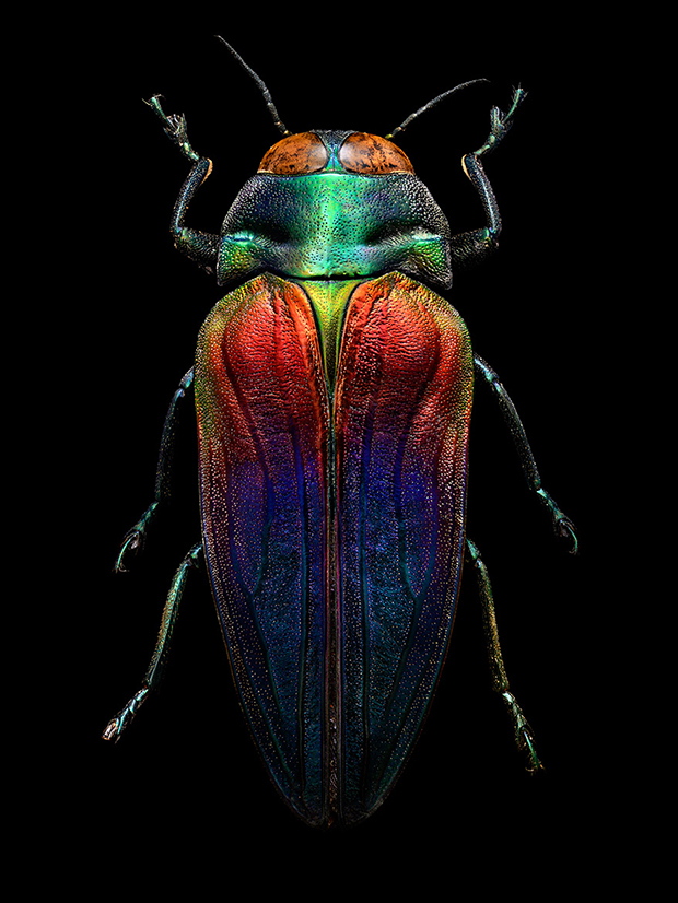 Photographer Reveals the Intricate Beauty of the Insect World - Feature ...