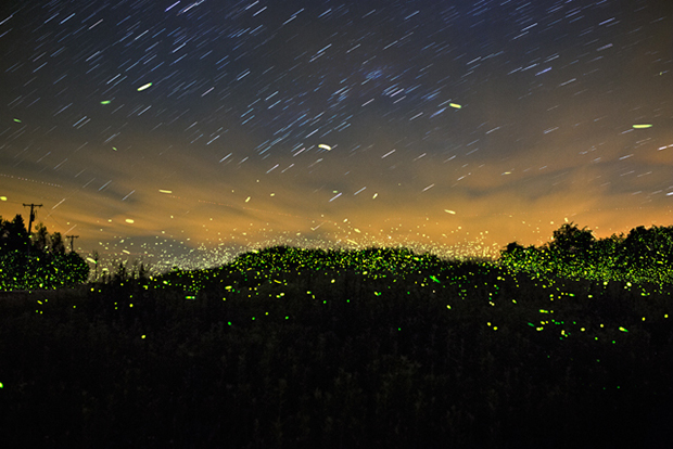 These Photos of Fireflies Are Straight From a Fairytale - Feature Shoot