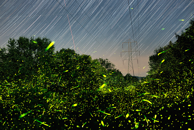These Photos of Fireflies Are Straight From a Fairytale - Feature Shoot