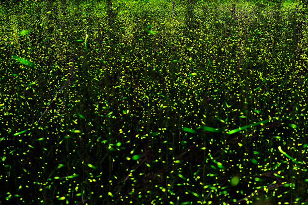These Photos of Fireflies Are Straight From a Fairytale - Feature Shoot