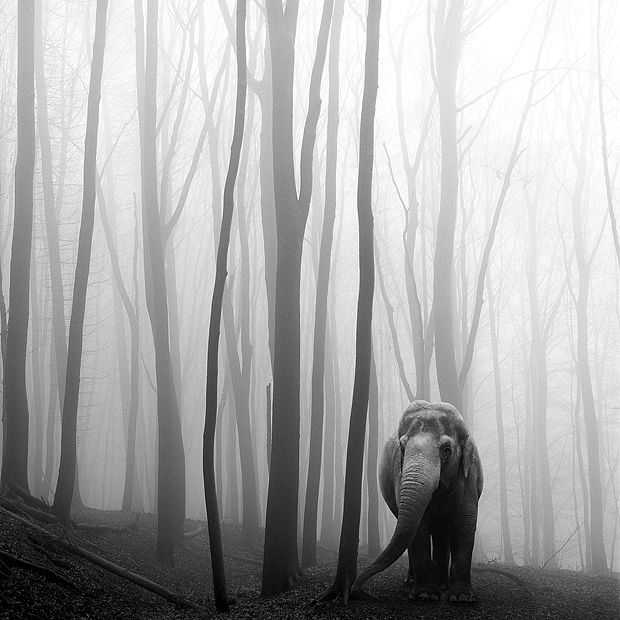 A Dark and Majestic Fairy Tale of Animals Lost in the Forest Mist ...