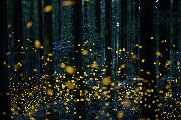 Behold the Magic of the Japanese Firefly - Feature Shoot