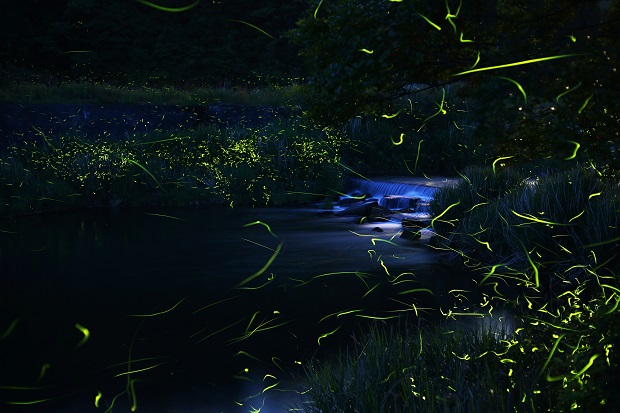 Behold the Magic of the Japanese Firefly - Feature Shoot