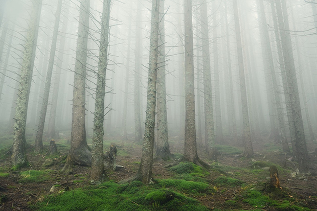 12 Foggy Photos Make Earth Look Like Another Planet (Sponsored ...