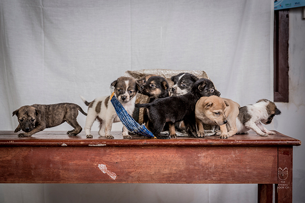 Portraits of People and their Dogs in Rural Laos - Feature Shoot