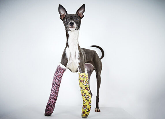 Overlooked Black Rescue Dogs Shine in Emotional Portraits - Feature Shoot