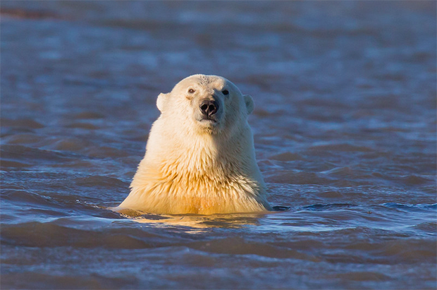 Haunting Photos of Polar Bears in a World Without Ice - Feature Shoot