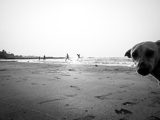 Poignant, Playful Photos of the Stray Dogs of India - Feature Shoot