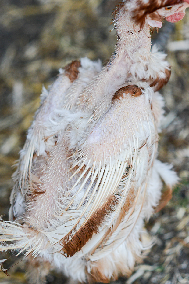 Poignant Photos of Animals Rescued From Abuse - Feature Shoot