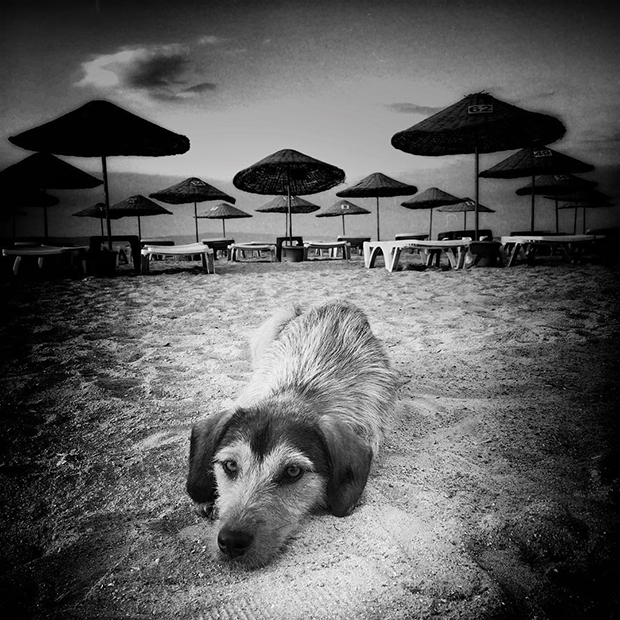 Heartbreak and Hope in the Lives of Turkey's Stray Dogs - Feature Shoot