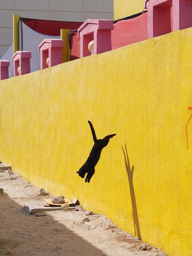 Birds, Cats, and Landscapes: Our 25 Most Popular Instagram Photos of ...
