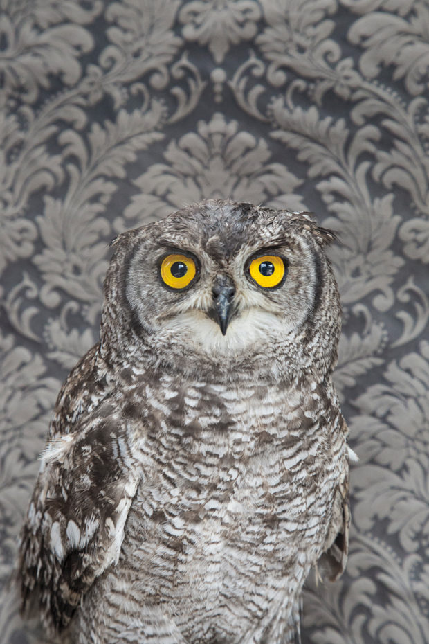 A Look Inside Claire Rosen's Spellbinding "Imaginarium" - Feature Shoot