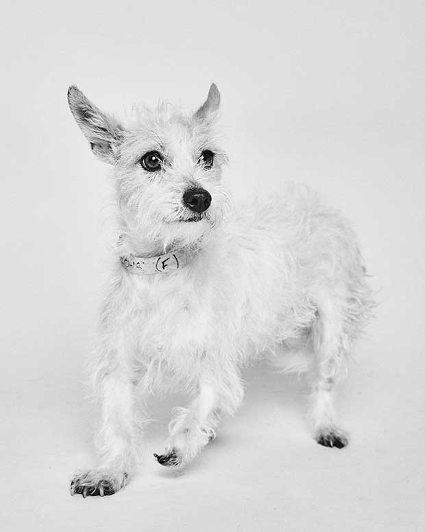 These Adorable Photos Will Make You Want to Rescue a Dog Right Now ...