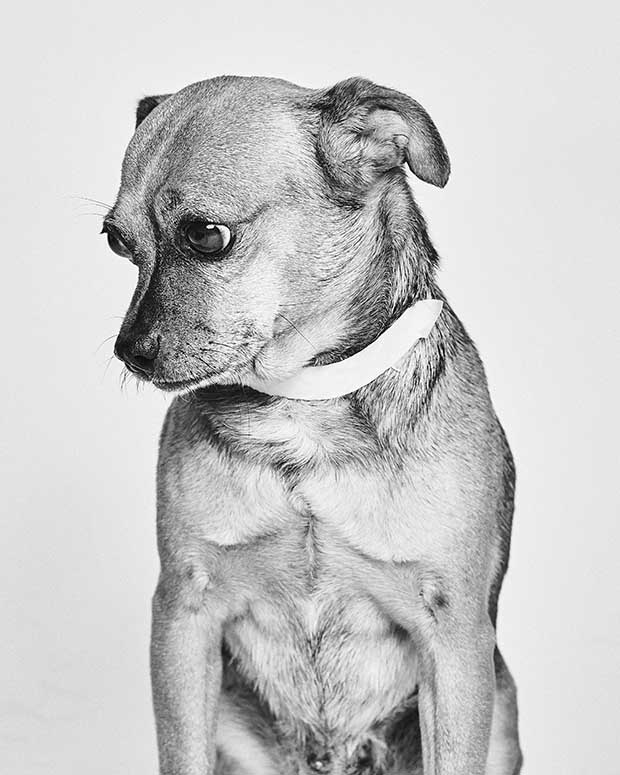 These Adorable Photos Will Make You Want to Rescue a Dog Right Now ...