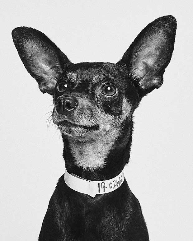 These Adorable Photos Will Make You Want to Rescue a Dog Right Now ...