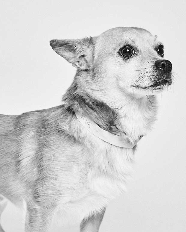 These Adorable Photos Will Make You Want to Rescue a Dog Right Now ...