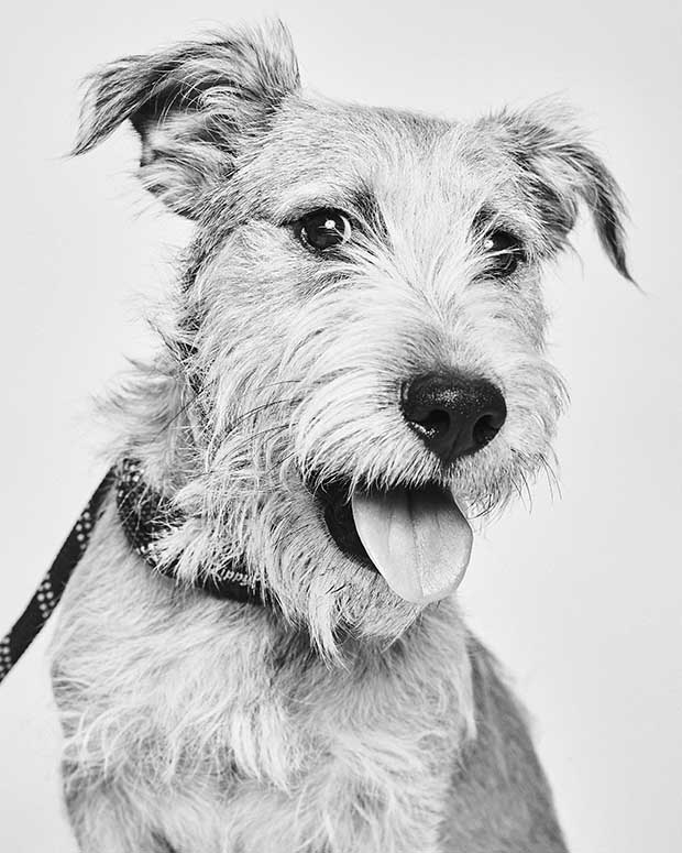 These Adorable Photos Will Make You Want to Rescue a Dog Right Now ...