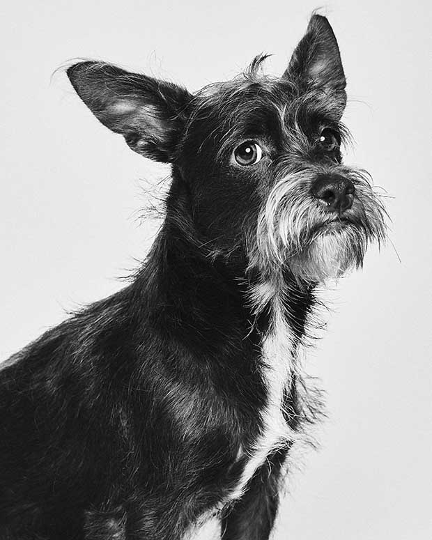 These Adorable Photos Will Make You Want to Rescue a Dog Right Now ...