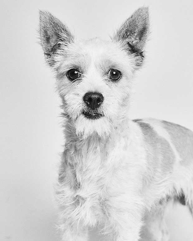 These Adorable Photos Will Make You Want to Rescue a Dog Right Now ...