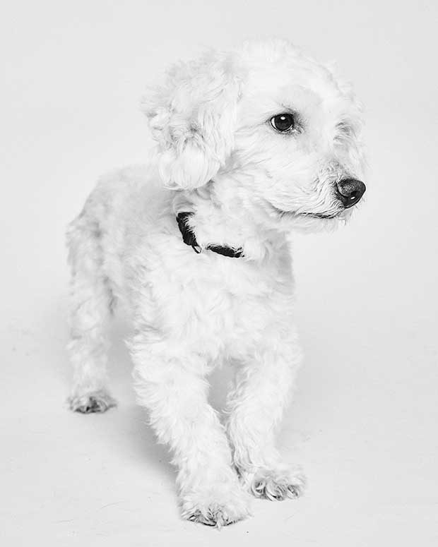 These Adorable Photos Will Make You Want to Rescue a Dog Right Now ...