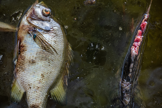 Stirring Photos of Animals in the Aftermath of Hurricane Florence ...