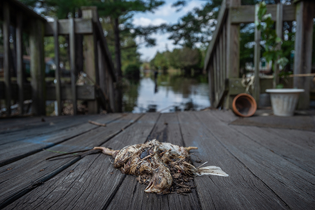 Stirring Photos of Animals in the Aftermath of Hurricane Florence ...
