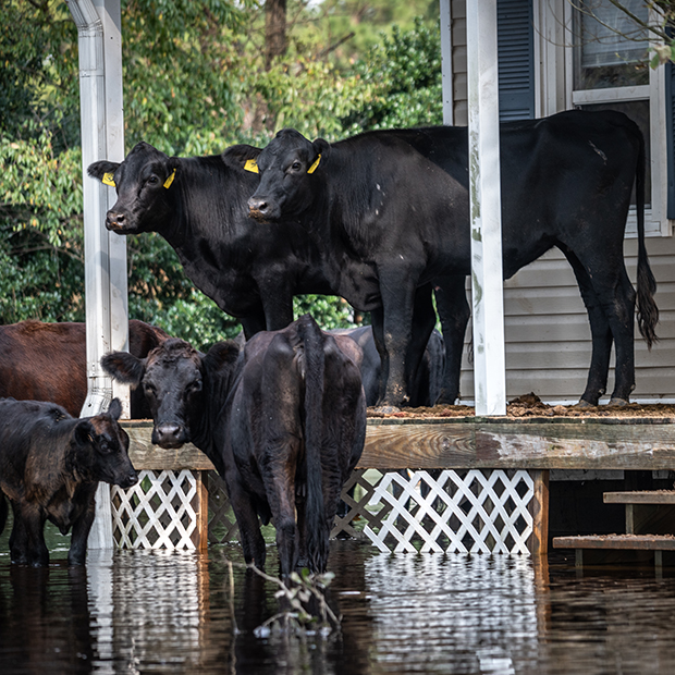 Stirring Photos of Animals in the Aftermath of Hurricane Florence ...