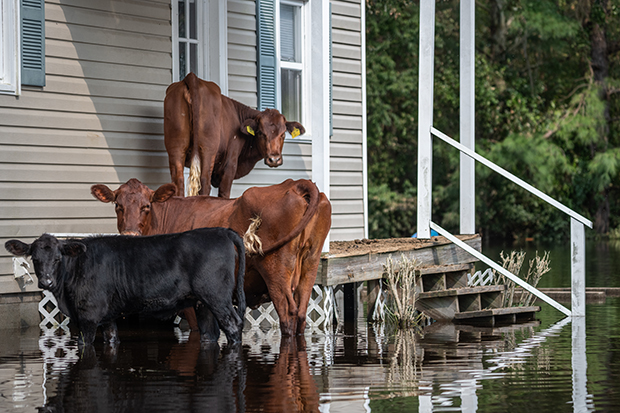 Stirring Photos of Animals in the Aftermath of Hurricane Florence ...