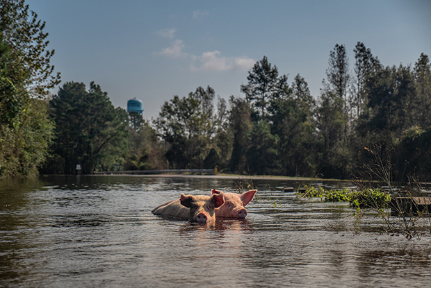 Stirring Photos of Animals in the Aftermath of Hurricane Florence ...