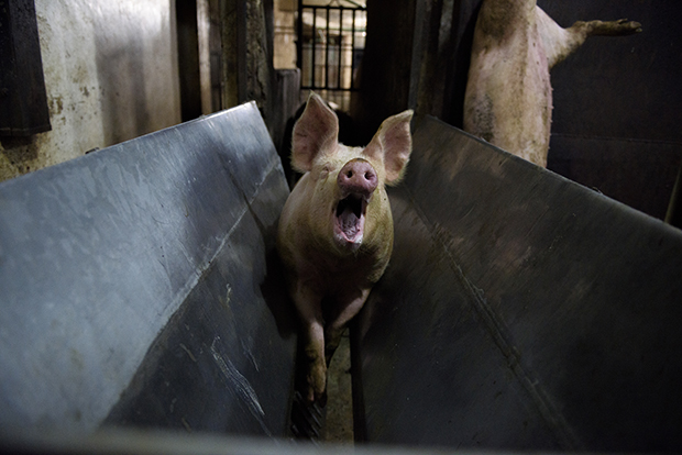 The Horrific Brutality of the Meat Industry, in Photos - Feature Shoot