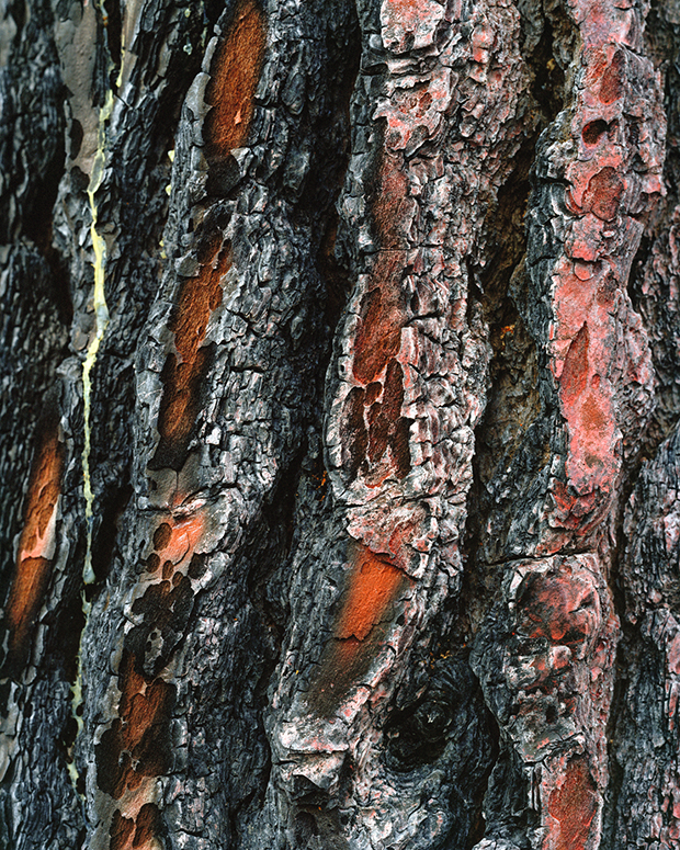 The Story of a Landscape Ravaged by Wildfires, in Photos - Feature Shoot