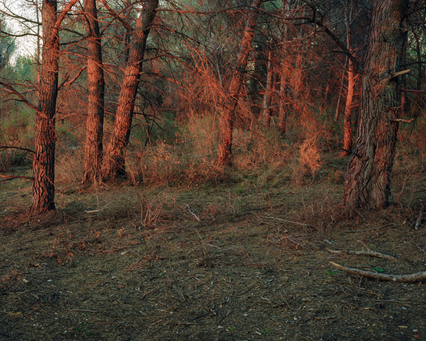 The Story of a Landscape Ravaged by Wildfires, in Photos - Feature Shoot