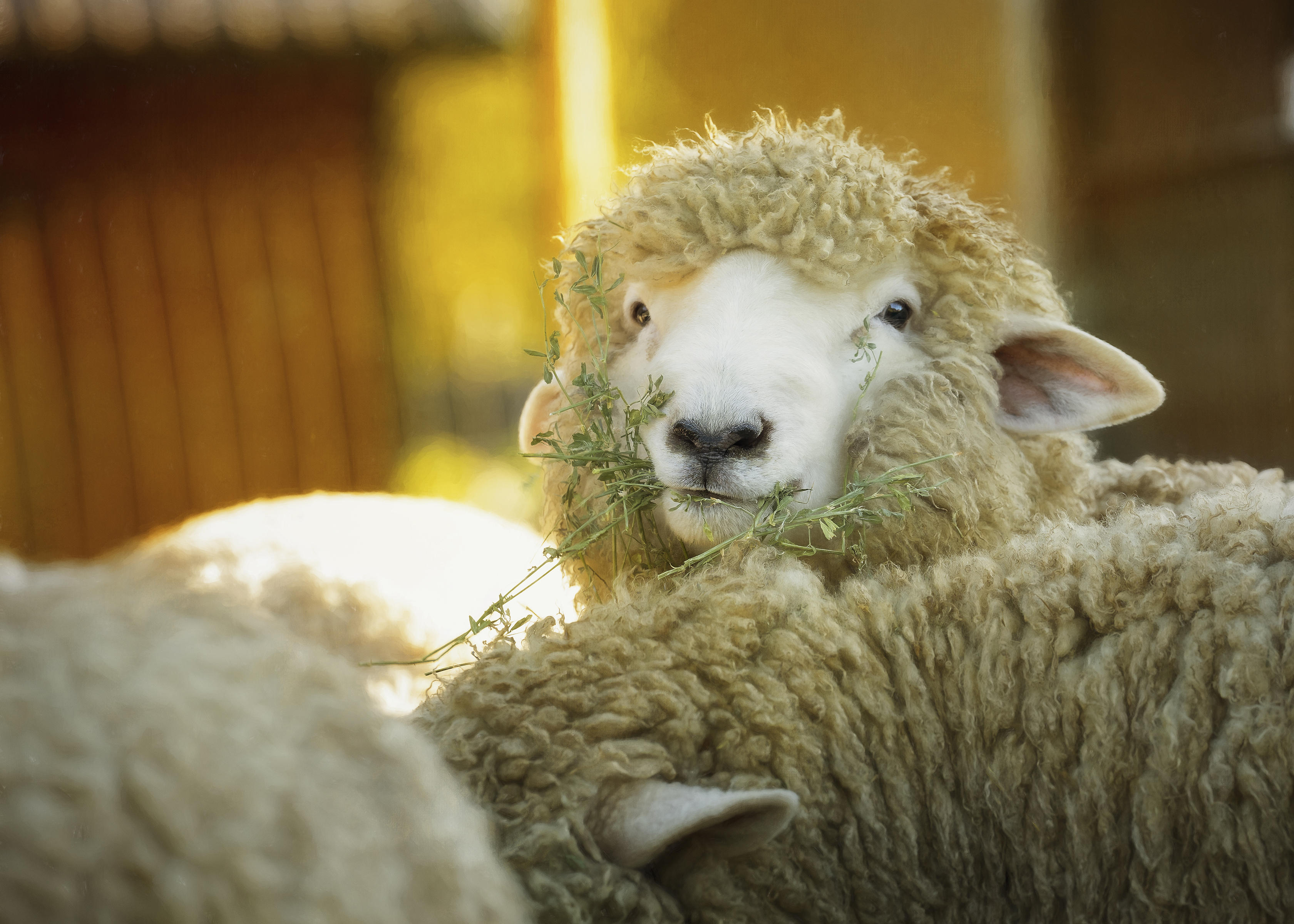 The Hope and Resilience of Animals, in Photos - Feature Shoot