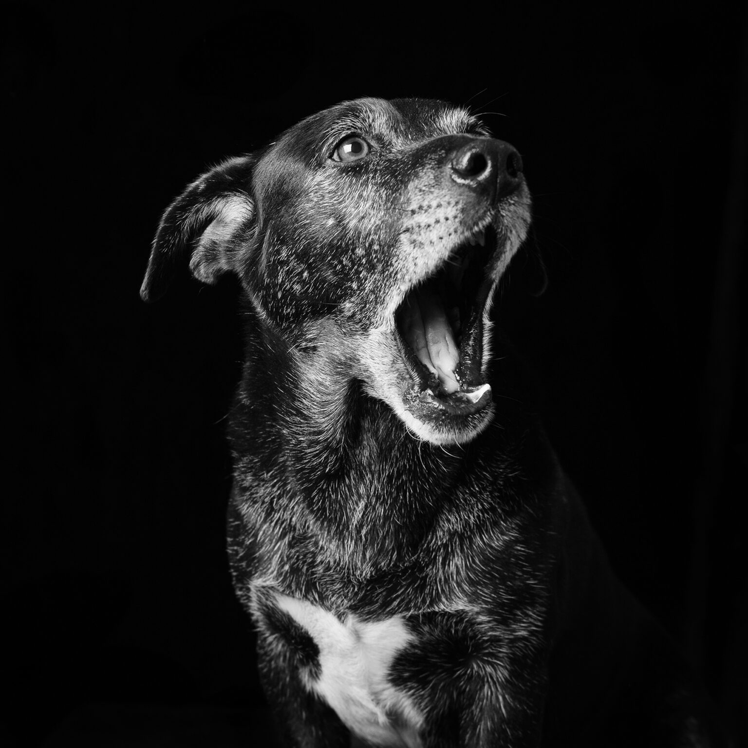Overlooked Black Rescue Dogs Shine in Emotional Portraits - Feature Shoot