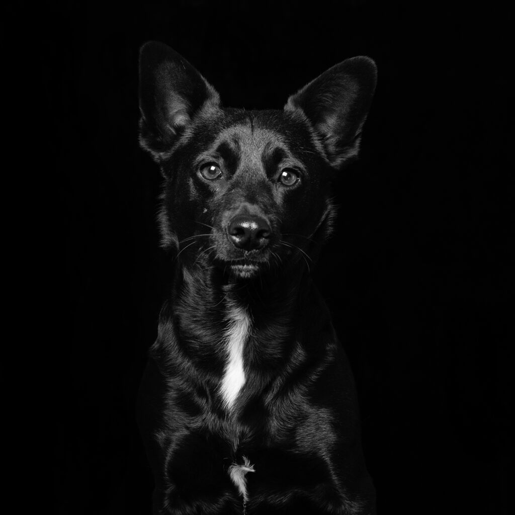 Overlooked Black Rescue Dogs Shine in Emotional Portraits - Feature Shoot