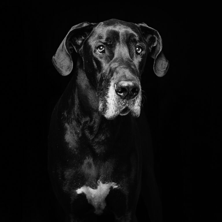 Overlooked Black Rescue Dogs Shine in Emotional Portraits - Feature Shoot
